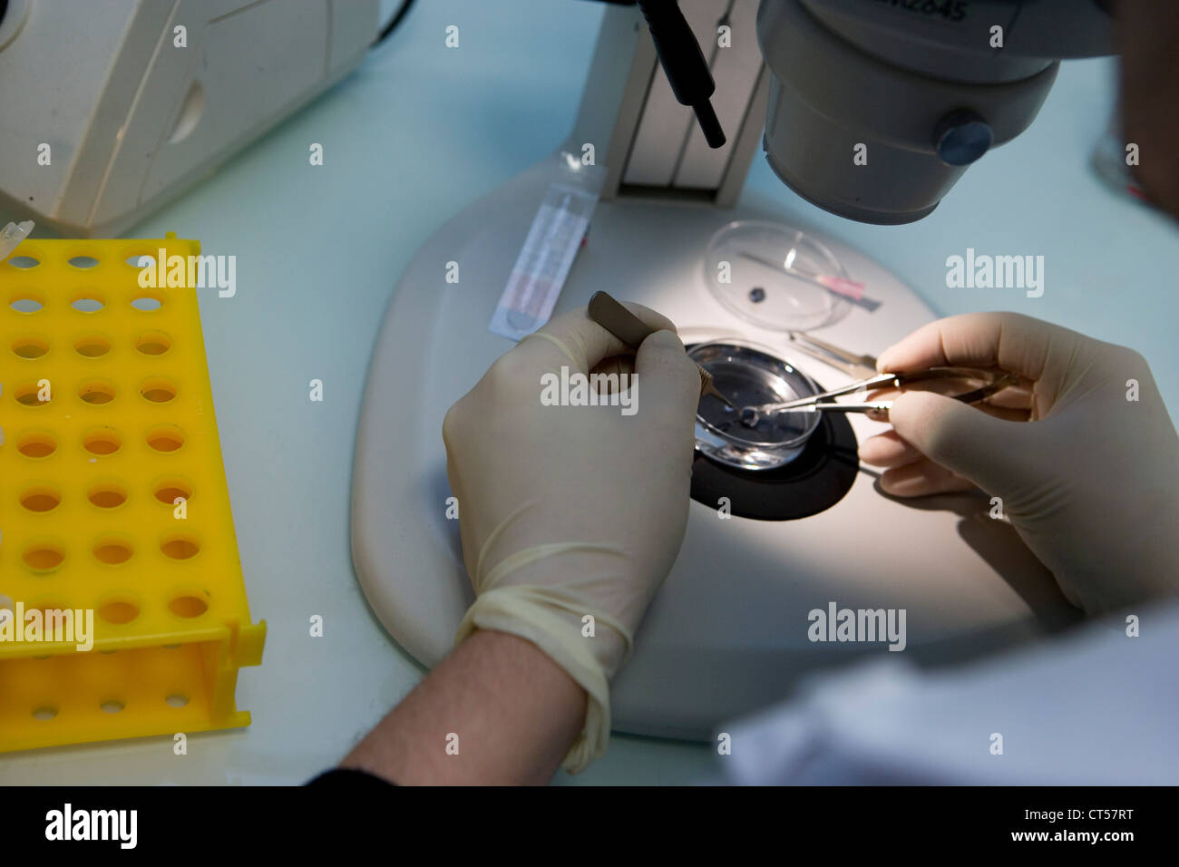 Dissecting forceps hi-res stock photography and images - Alamy