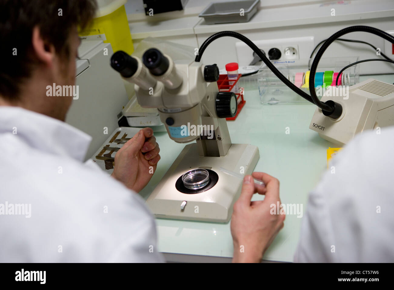 Dissecting microscope hi-res stock photography and images - Alamy