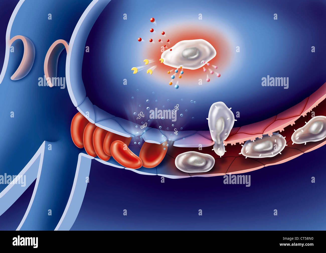Venous blood cell hi-res stock photography and images - Alamy