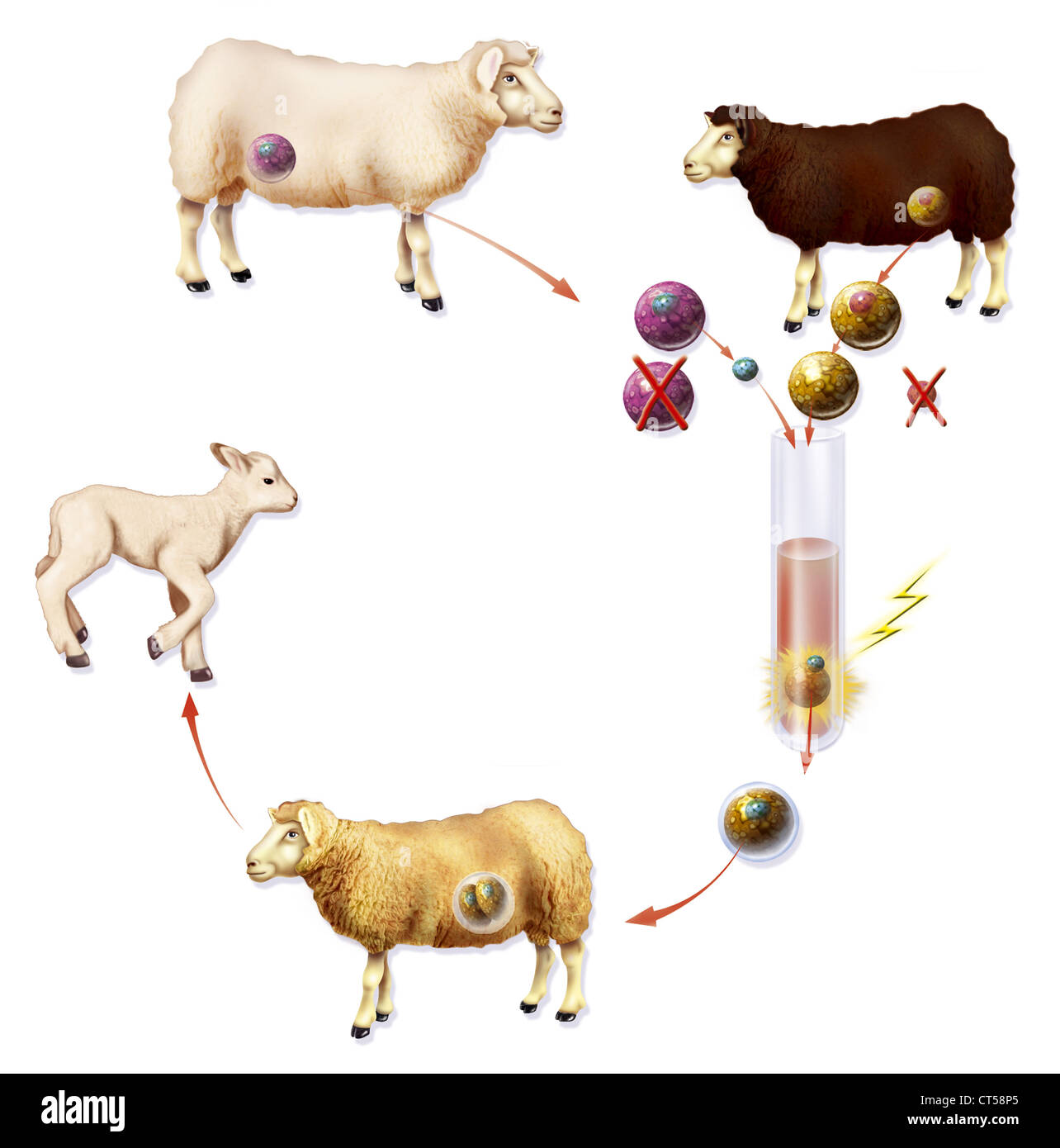 Dolly sheep clone hi-res stock photography and images - Alamy