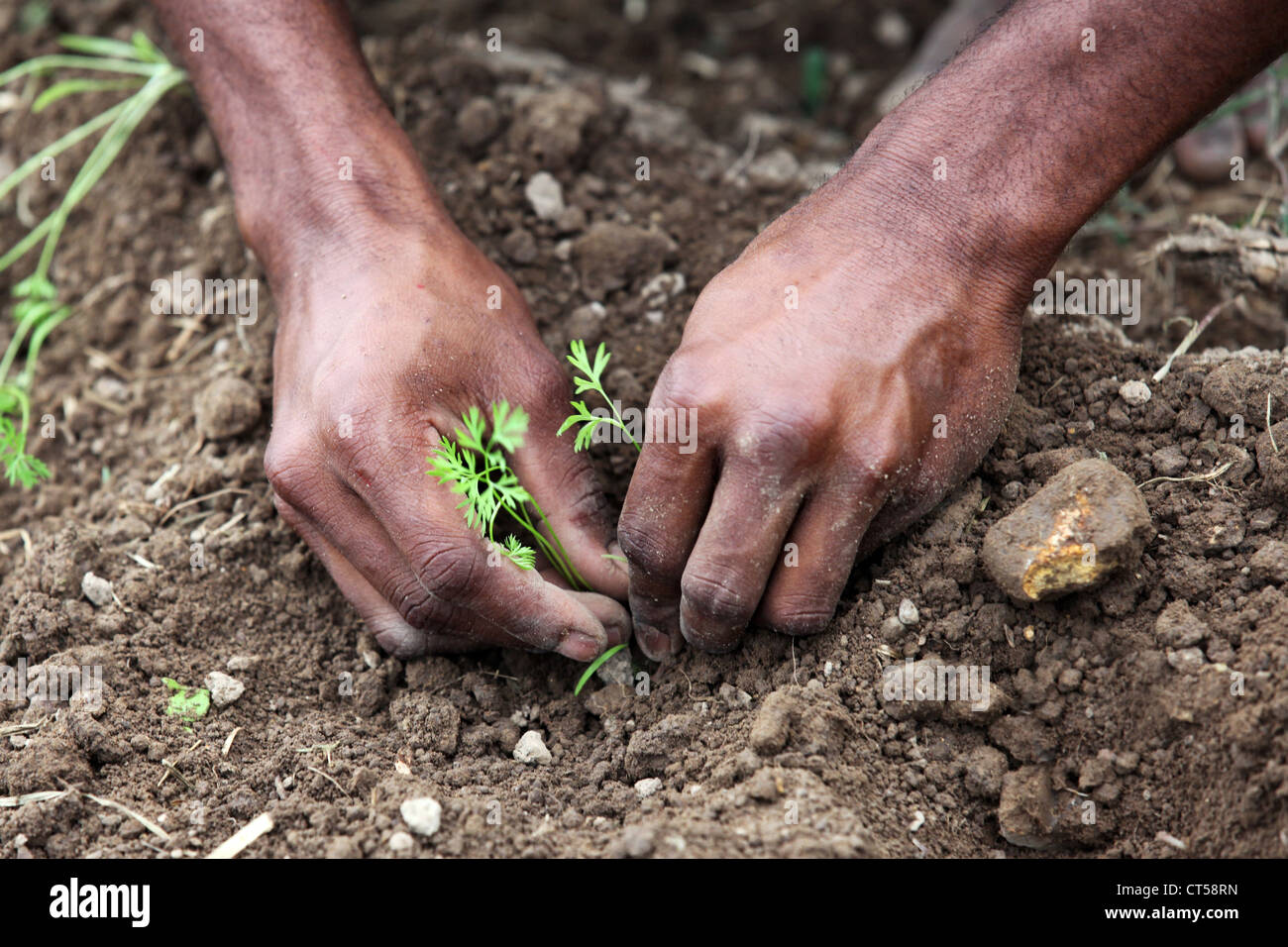 students planting carrots, school garden of the Sacred Heart High ...