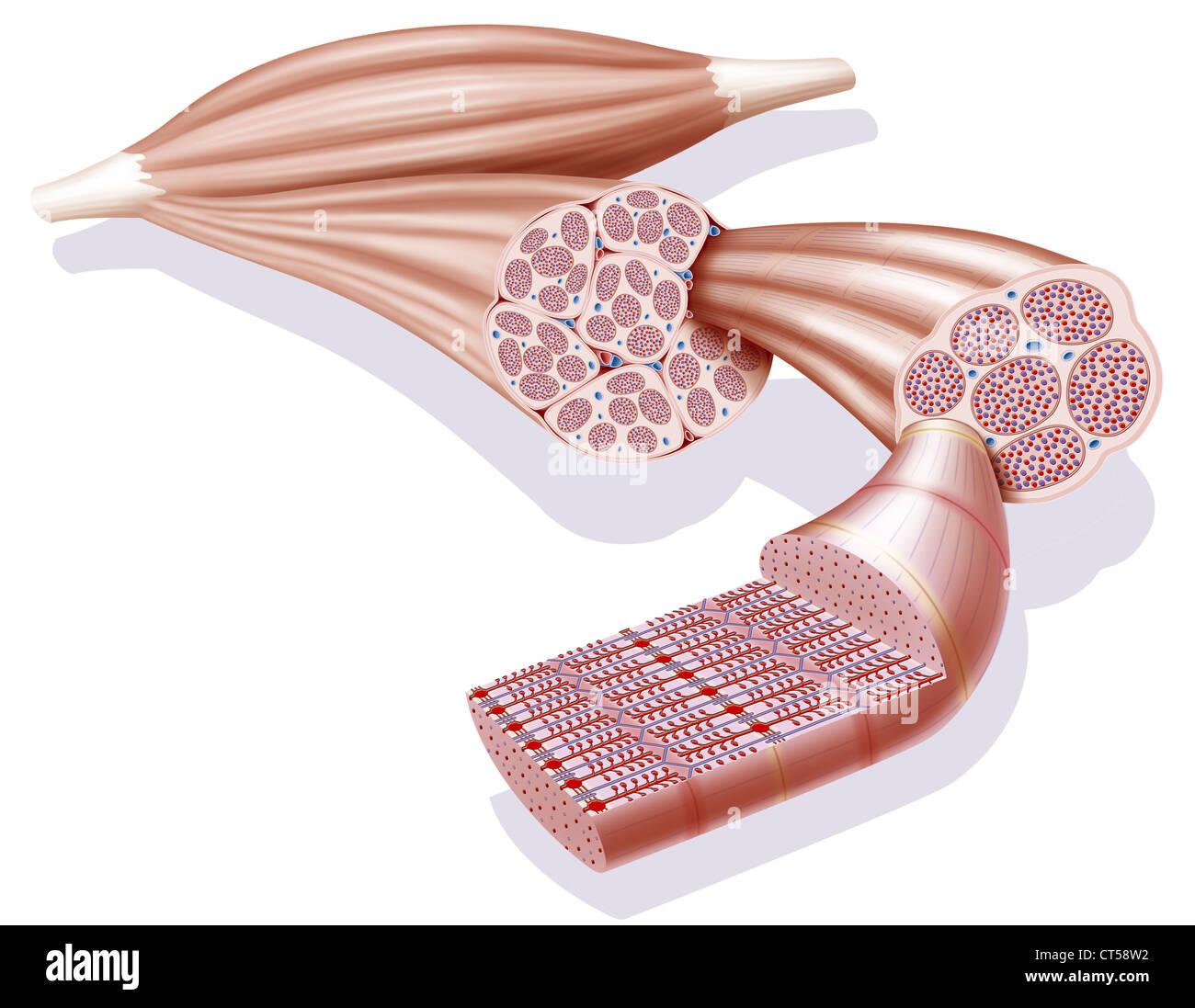 Structure Of Skeletal Muscle Fiber