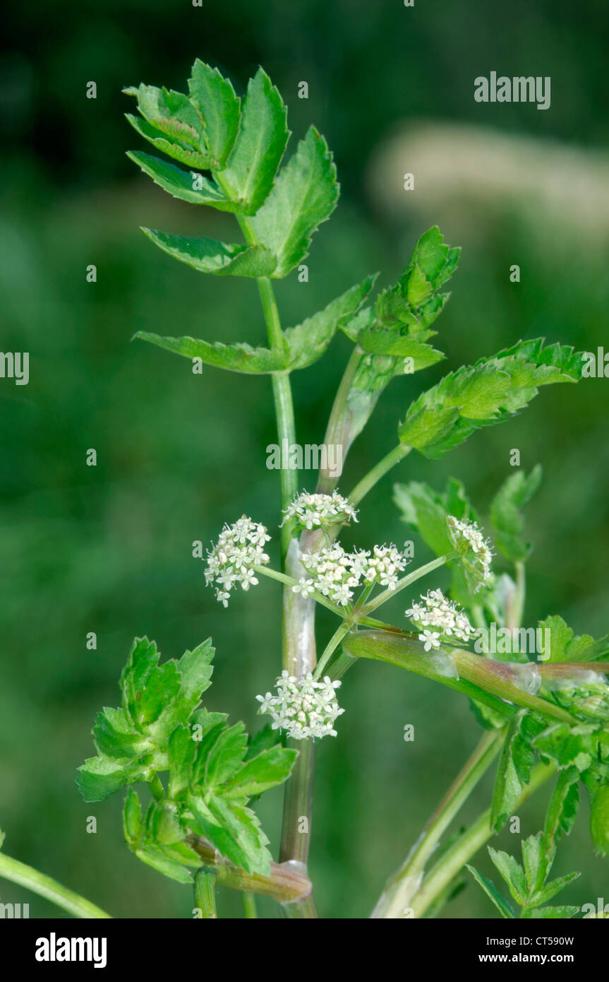 FOOL’S WATERCRESS Apium nodiflorum (Apiaceae Stock Photo - Alamy