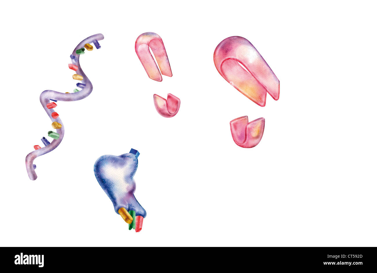 PROTEIN SYNTHESIS, DRAWING Stock Photo - Alamy