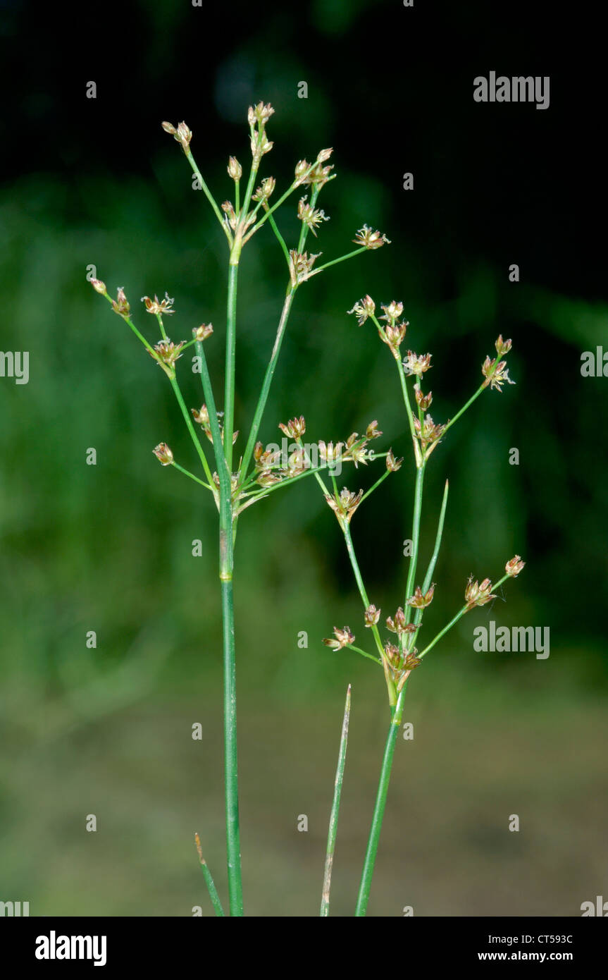 Sharp flowered rush hi-res stock photography and images - Alamy