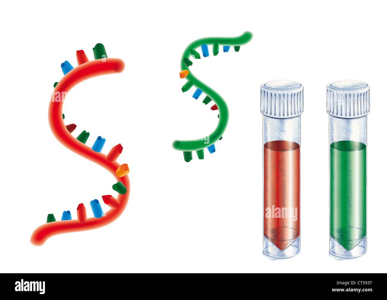 Dna Markers Stock Photos & Dna Markers Stock Images - Alamy
