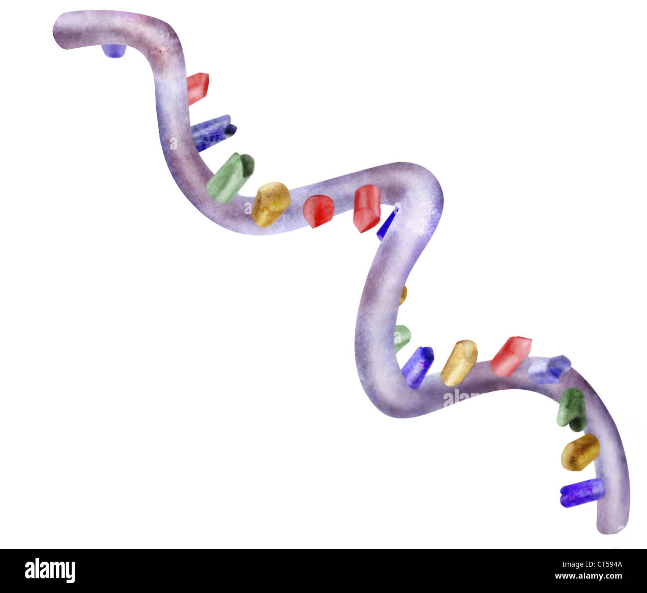 Rna hi-res stock photography and images - Alamy