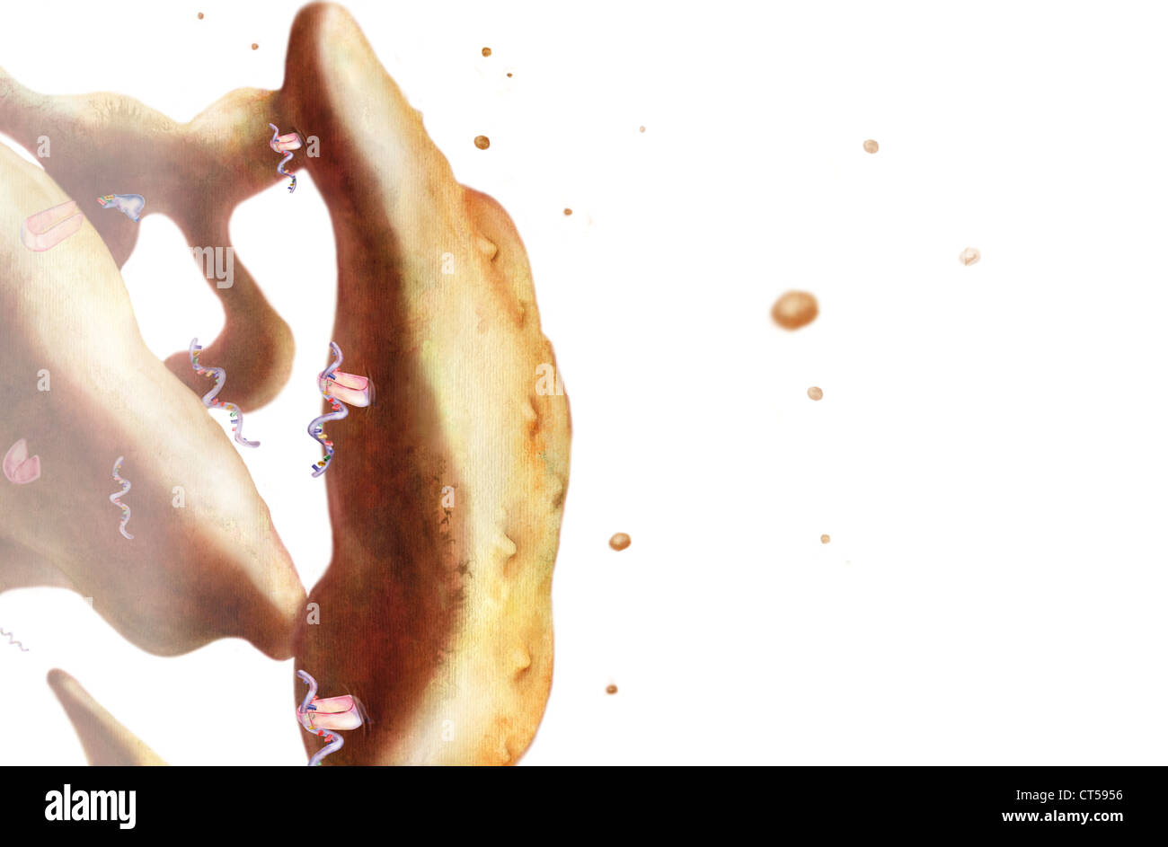 Endoplasmic reticulum hi-res stock photography and images - Alamy