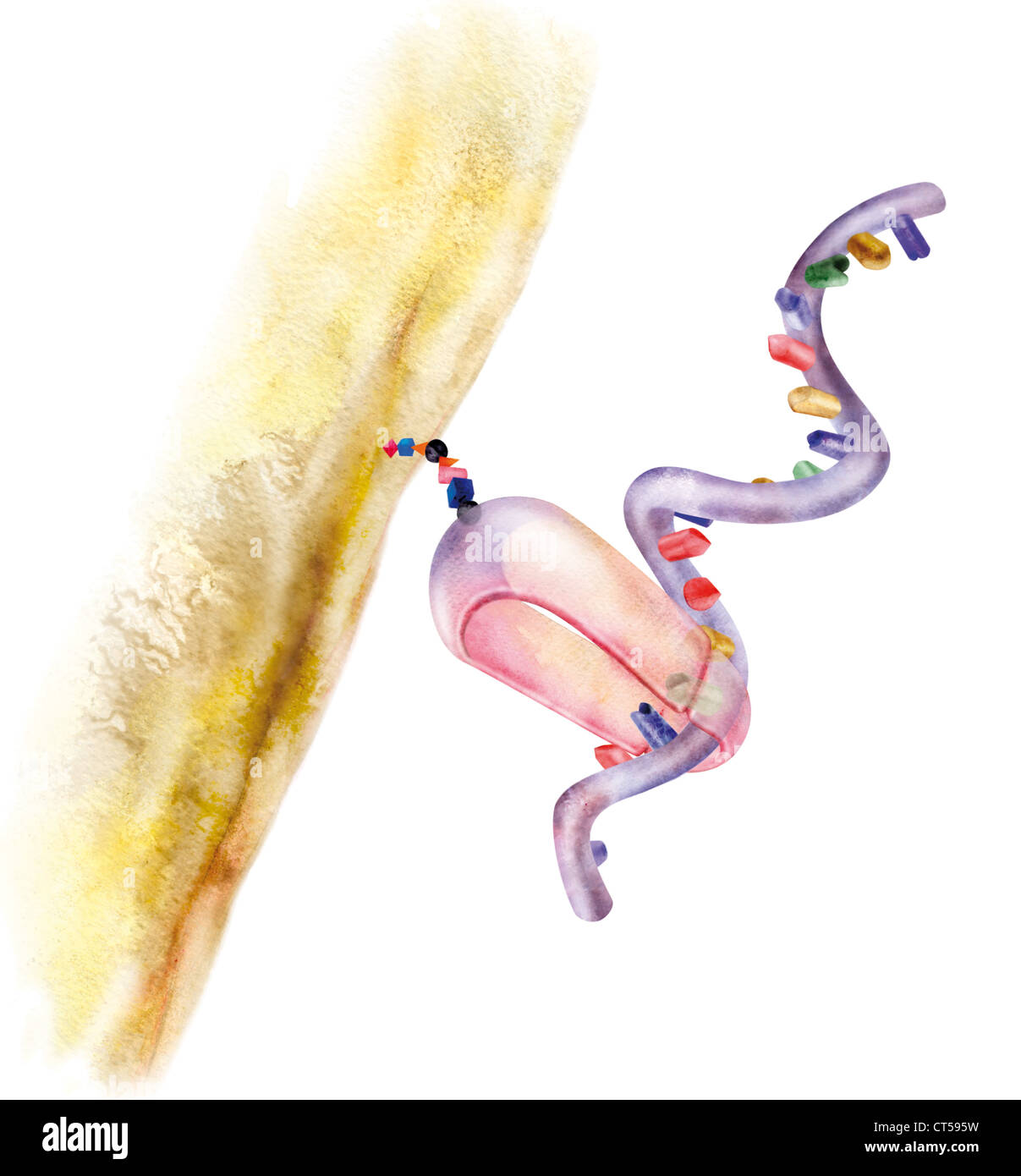 PROTEIN SYNTHESIS, DRAWING Stock Photo - Alamy