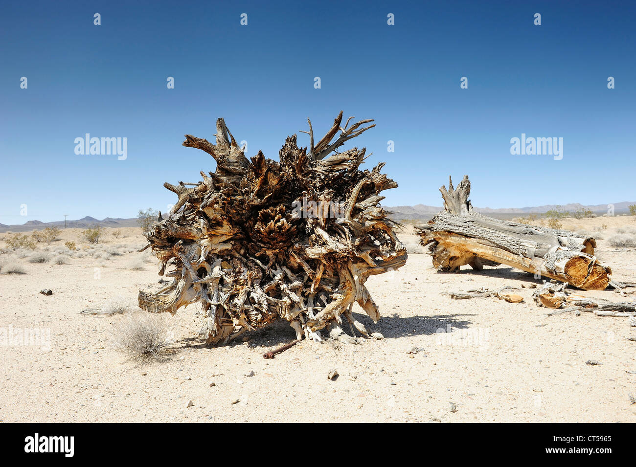 Tree stumps in the Mojave Desert, Southern California, USA Stock Photo ...