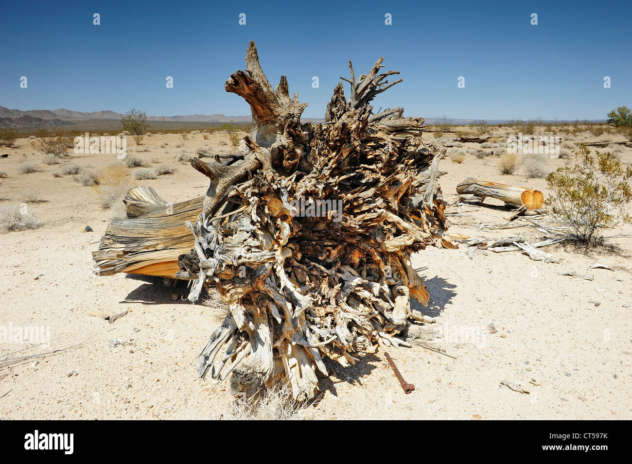 Tree stumps in the Mojave Desert, Southern California, USA Stock Photo ...