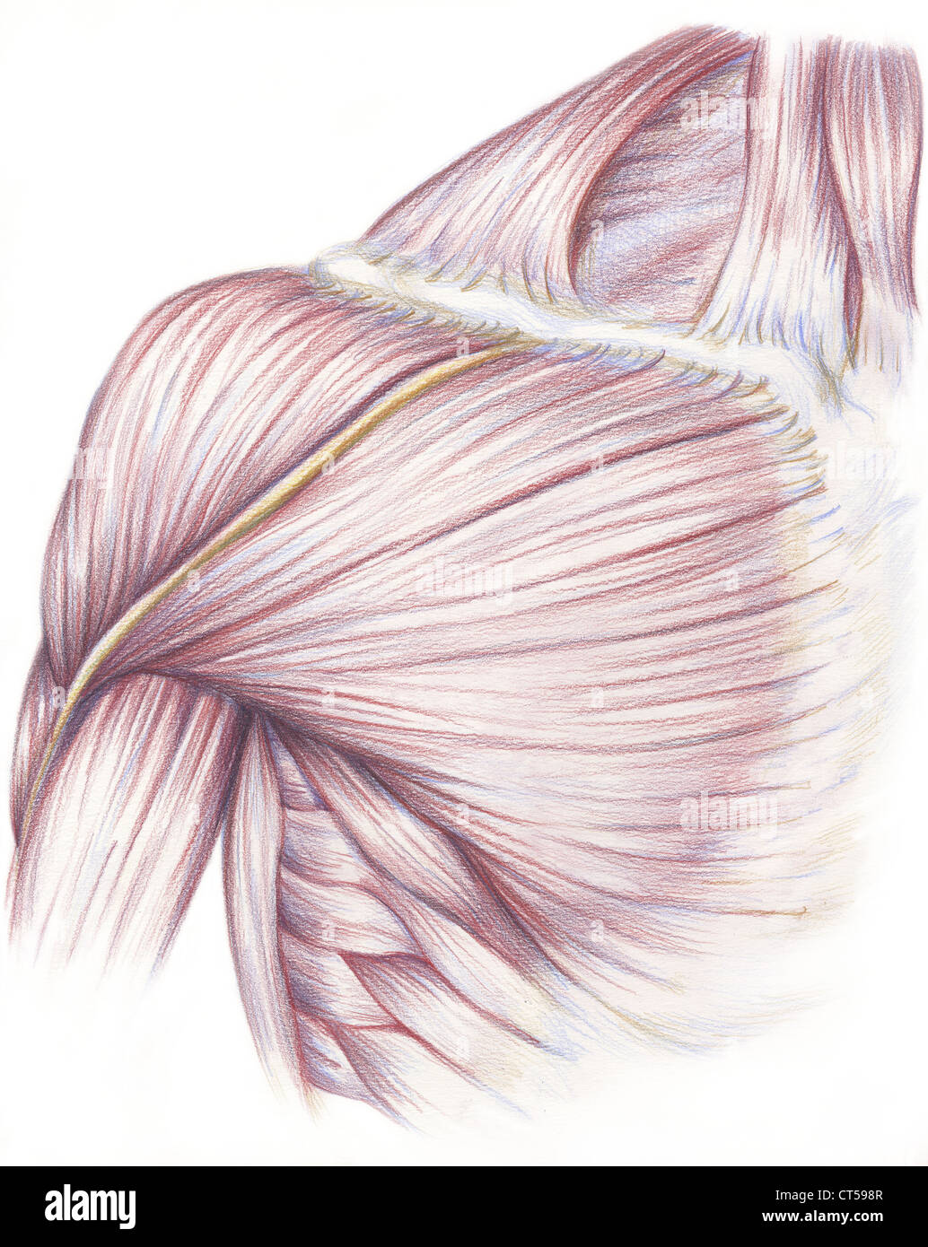 Deltoid muscle hi-res stock photography and images - Alamy