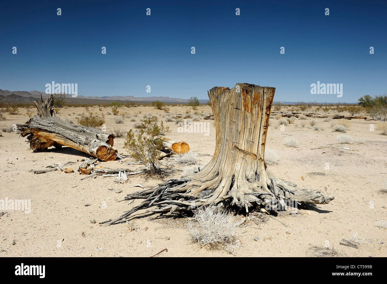 Tree stumps in the Mojave Desert, Southern California, USA Stock Photo ...