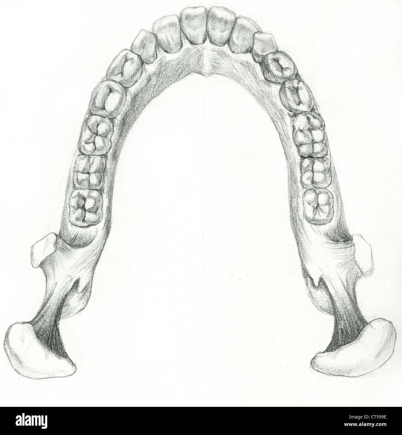 Mandibular molar tooth hi-res stock photography and images - Alamy