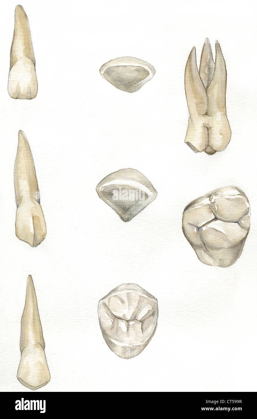 Dentition anatomy drawing hi-res stock photography and images - Alamy