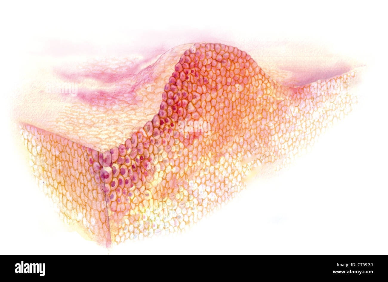 Polyp Cut Out Stock Images & Pictures - Alamy