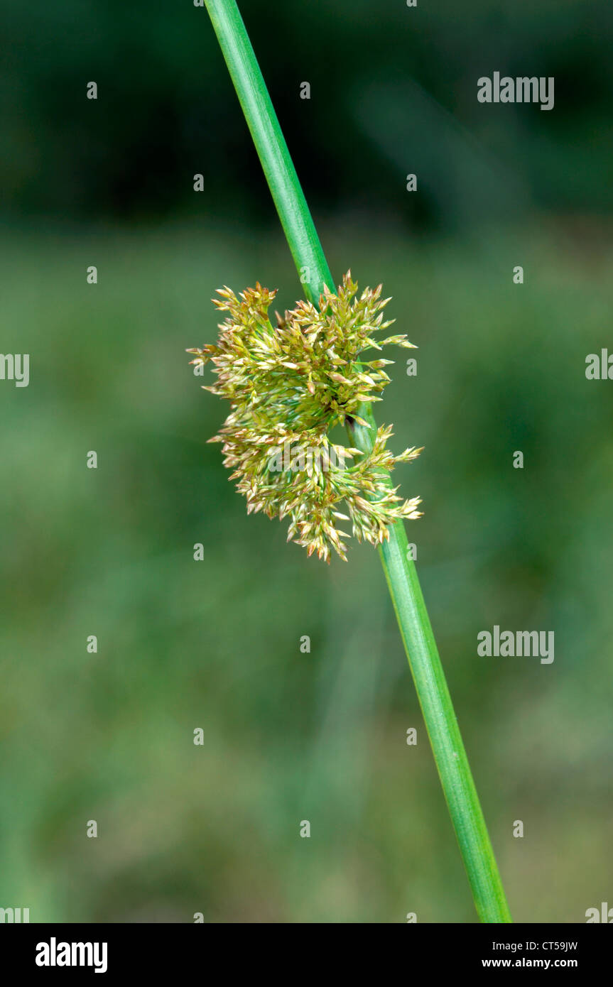 Soft rush in flower hi-res stock photography and images - Alamy
