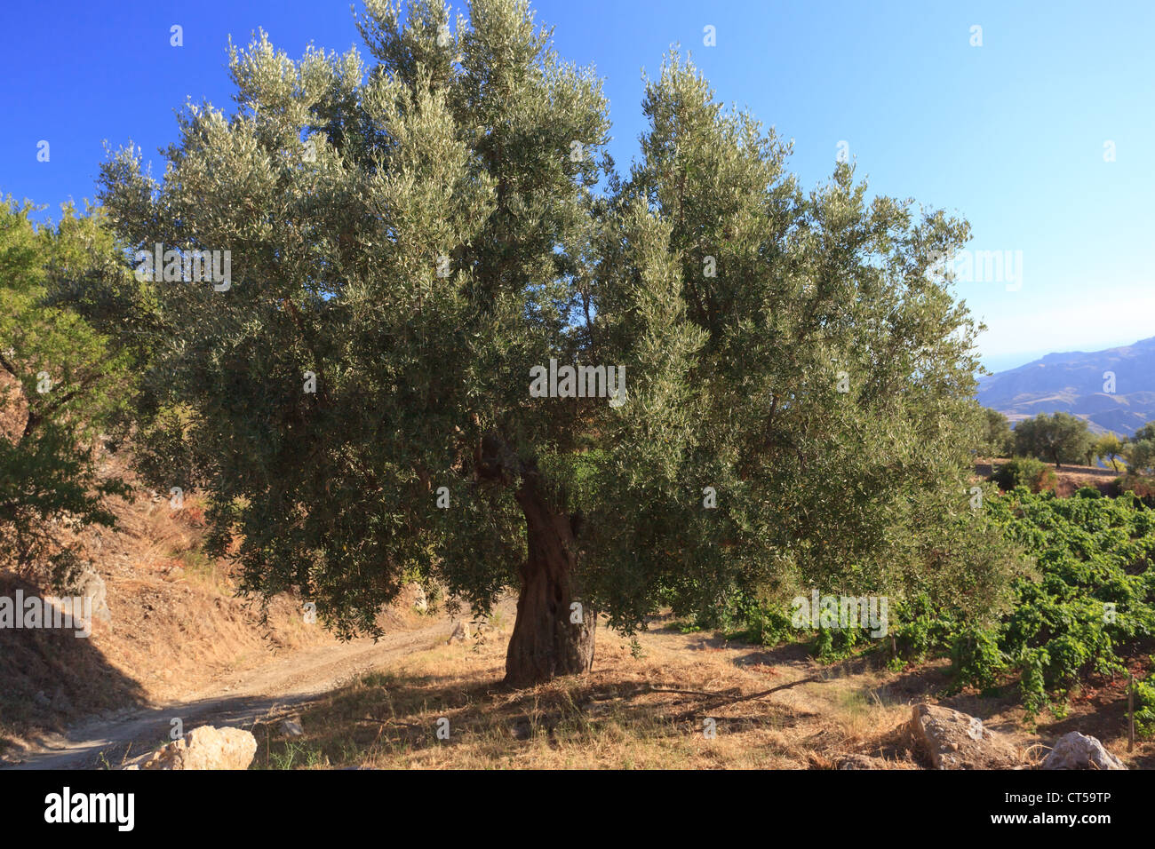 Olive tree calabria italy hi-res stock photography and images - Alamy
