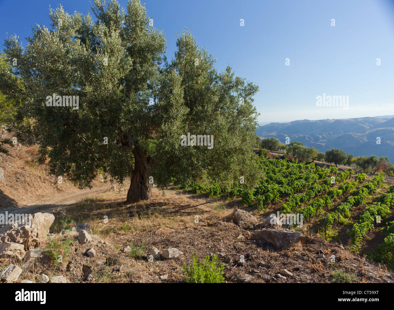 Olive tree against calabrian hills with vineyards under blue sky Stock ...