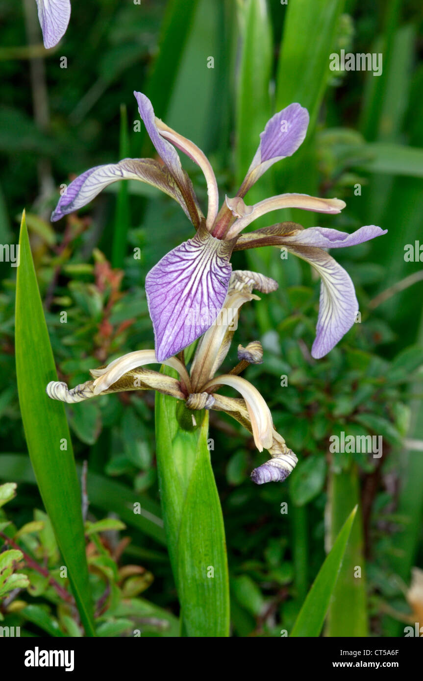 Stinking iris hi-res stock photography and images - Alamy