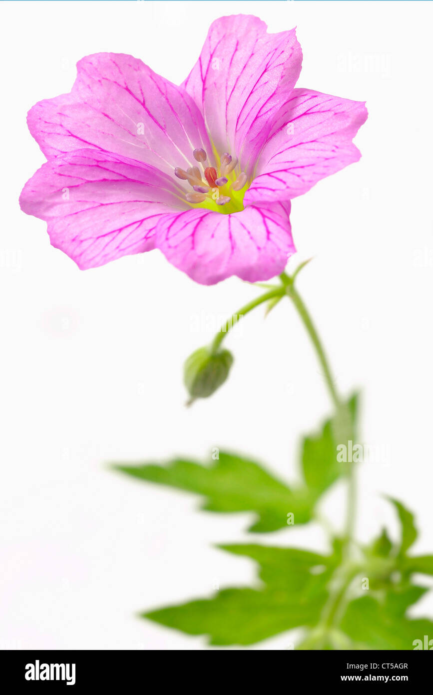 Geranium sp in bloom hi-res stock photography and images - Alamy