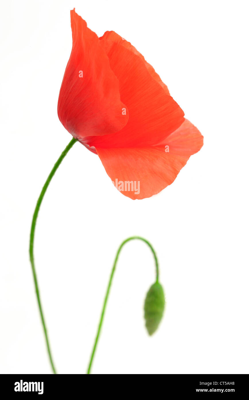 The poppi red Cut Out Stock Images & Pictures - Alamy