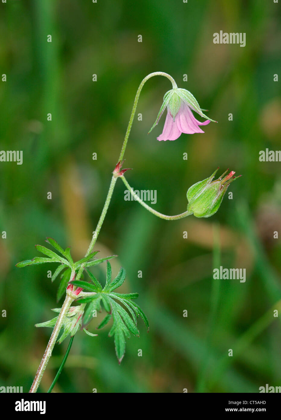 LONG-STALKED CRANE’S-BILL Geranium columbinum (Geraniaceae Stock Photo ...