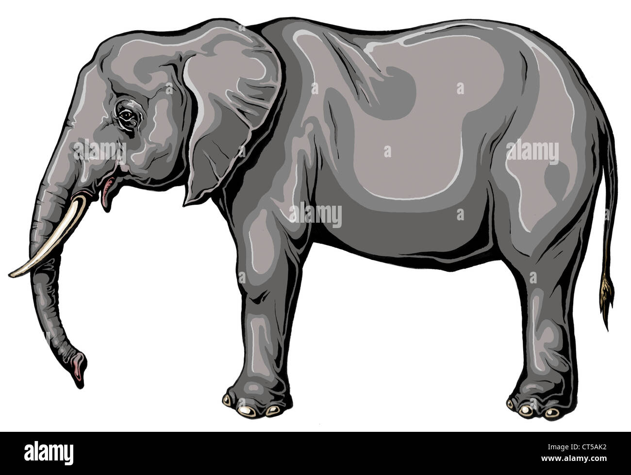 Elephant side angle view Cut Out Stock Images & Pictures - Alamy