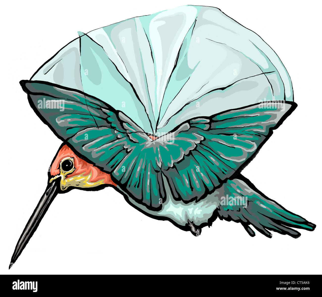 Hummingbird drawing hi-res stock photography and images - Alamy