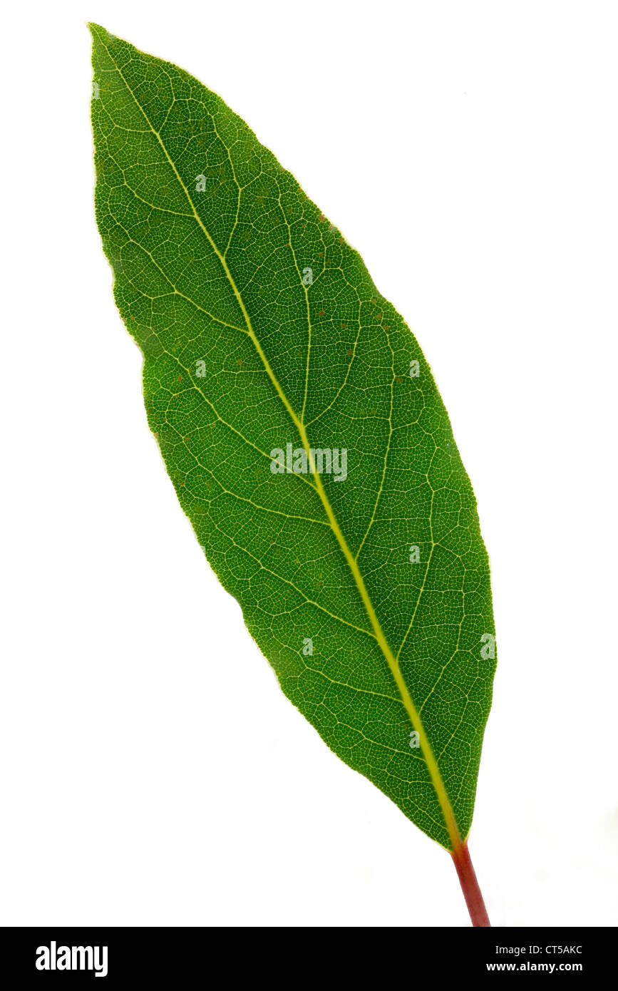 Bay laurel trees hi-res stock photography and images - Alamy