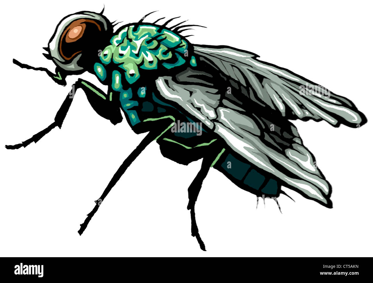 Fly drawings hi-res stock photography and images - Alamy