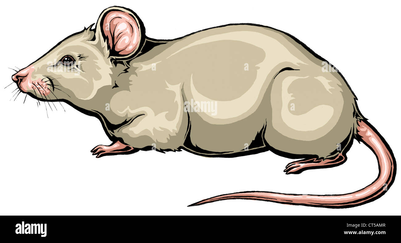 Profiles mouse Cut Out Stock Images & Pictures - Alamy