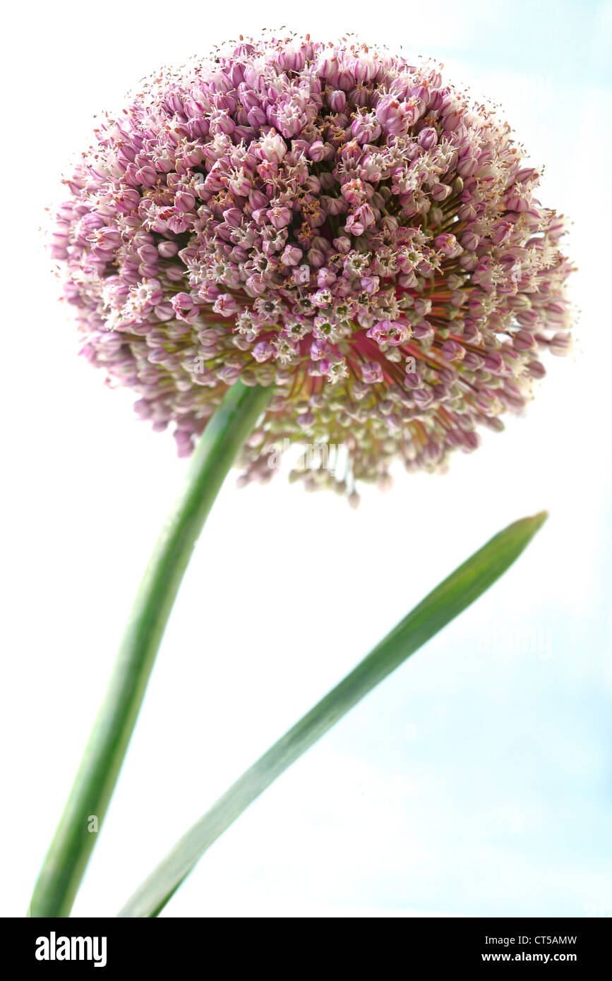 Botany botanical vegetals plants vegetal flower flowers hi-res stock ...