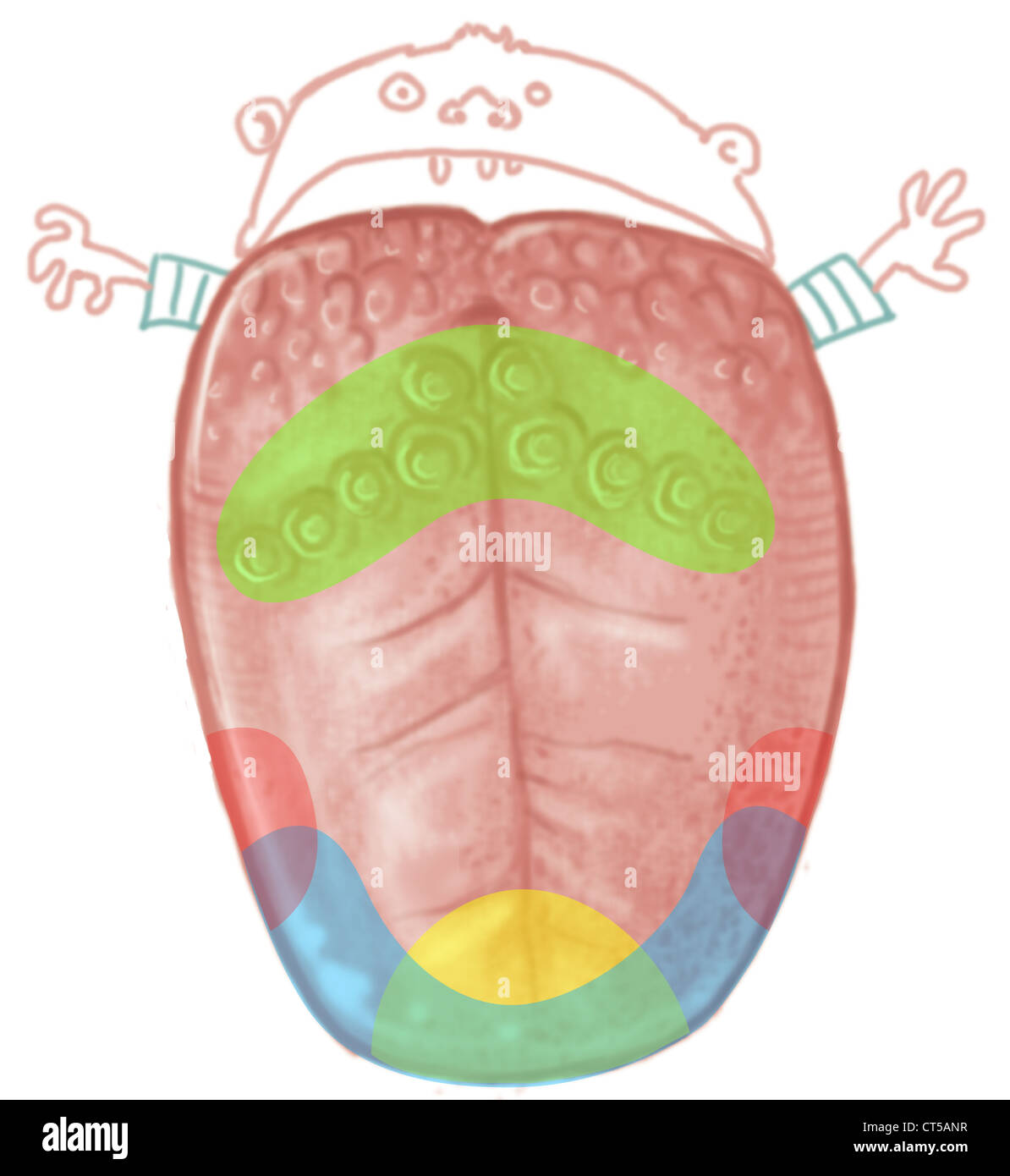 Circumvallate papillae hi-res stock photography and images - Alamy