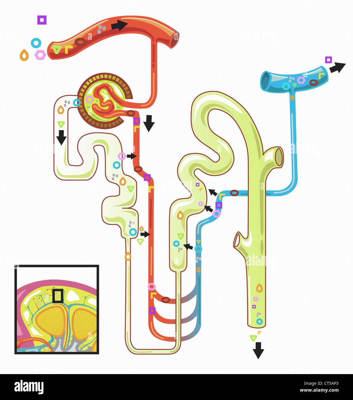 Nephron hi-res stock photography and images - Alamy