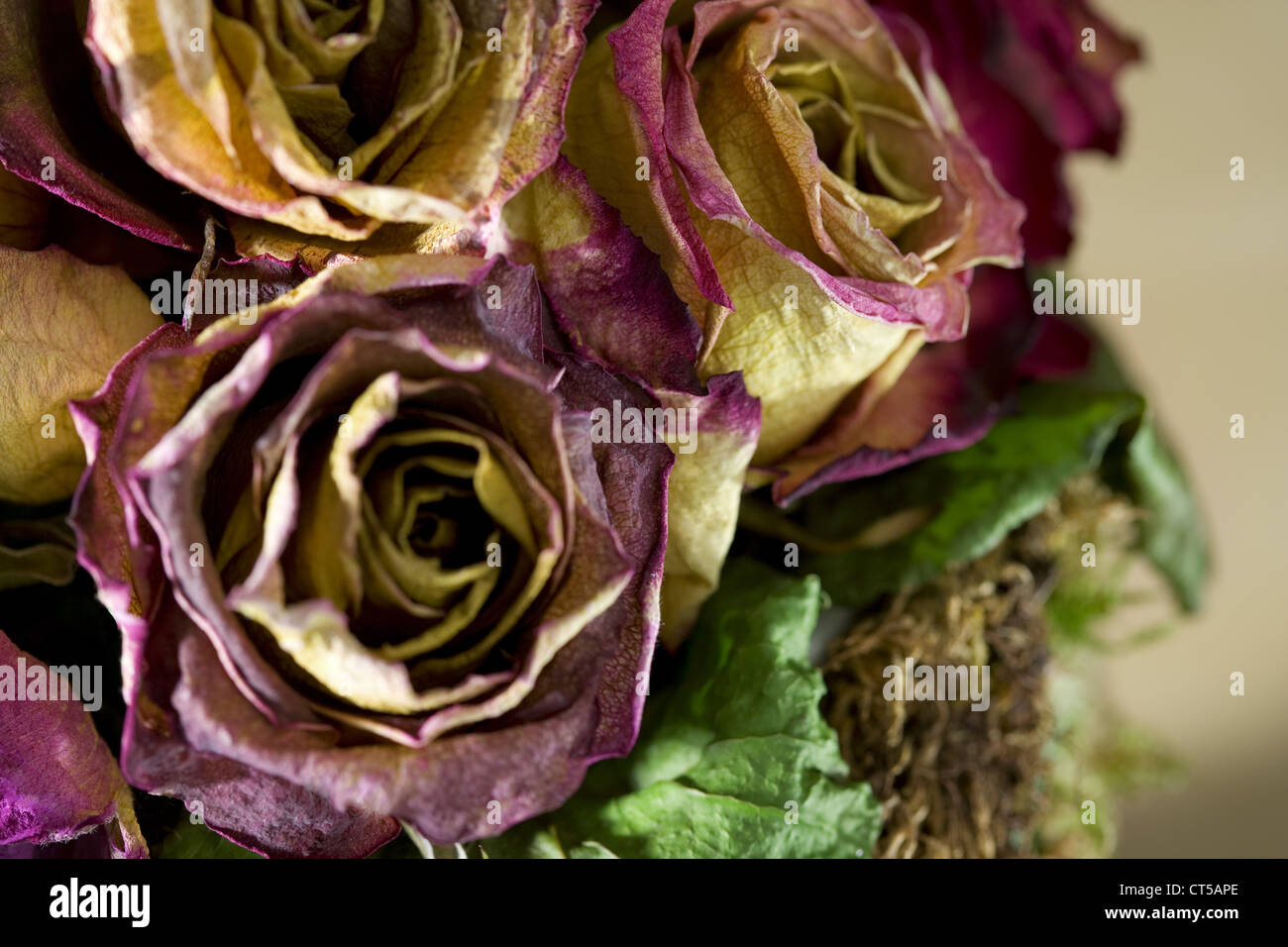 Rose rosa sp detail hi-res stock photography and images - Alamy