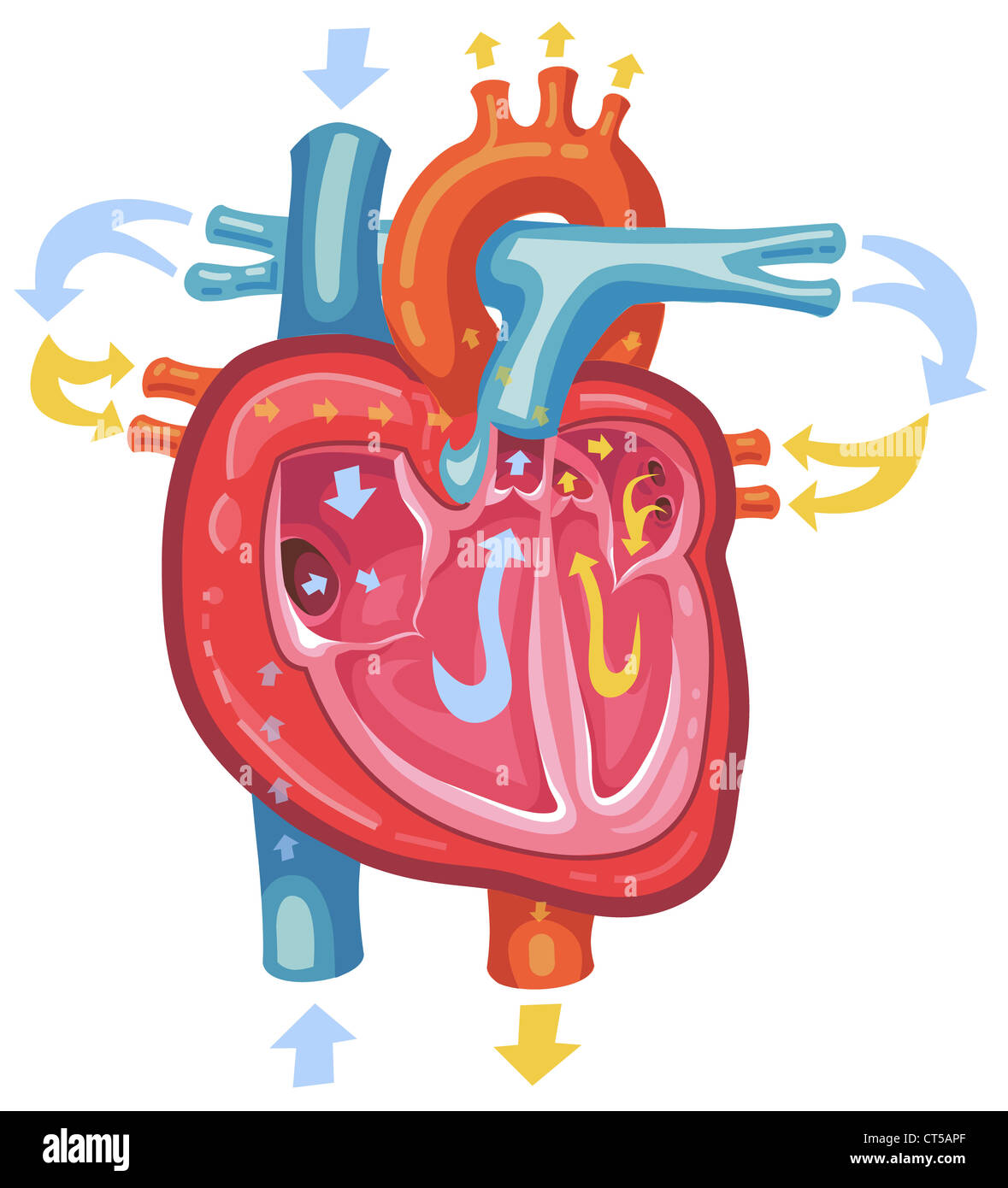 Descending thoracic aortas Cut Out Stock Images & Pictures - Alamy