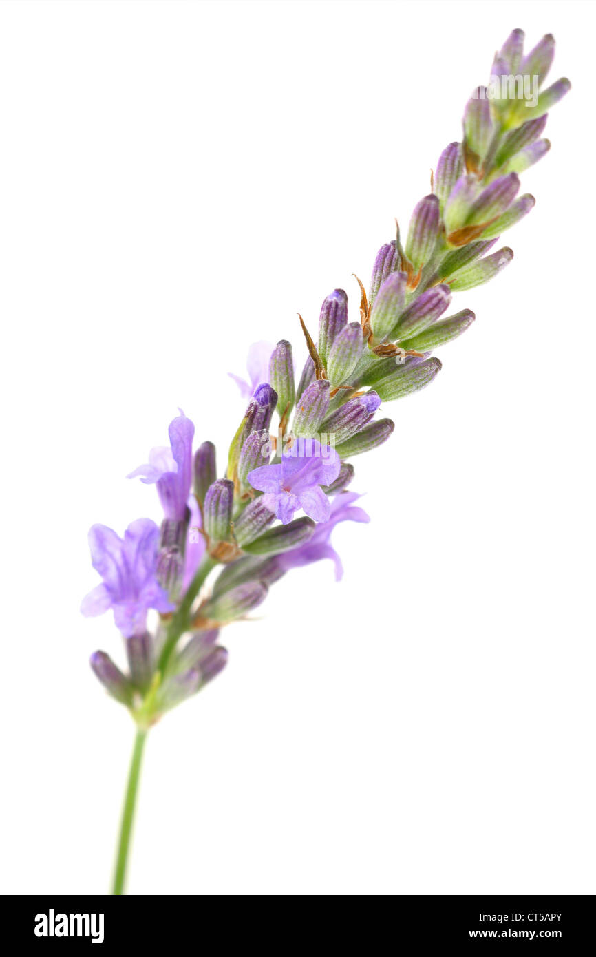 Lavender flowering Cut Out Stock Images & Pictures - Alamy