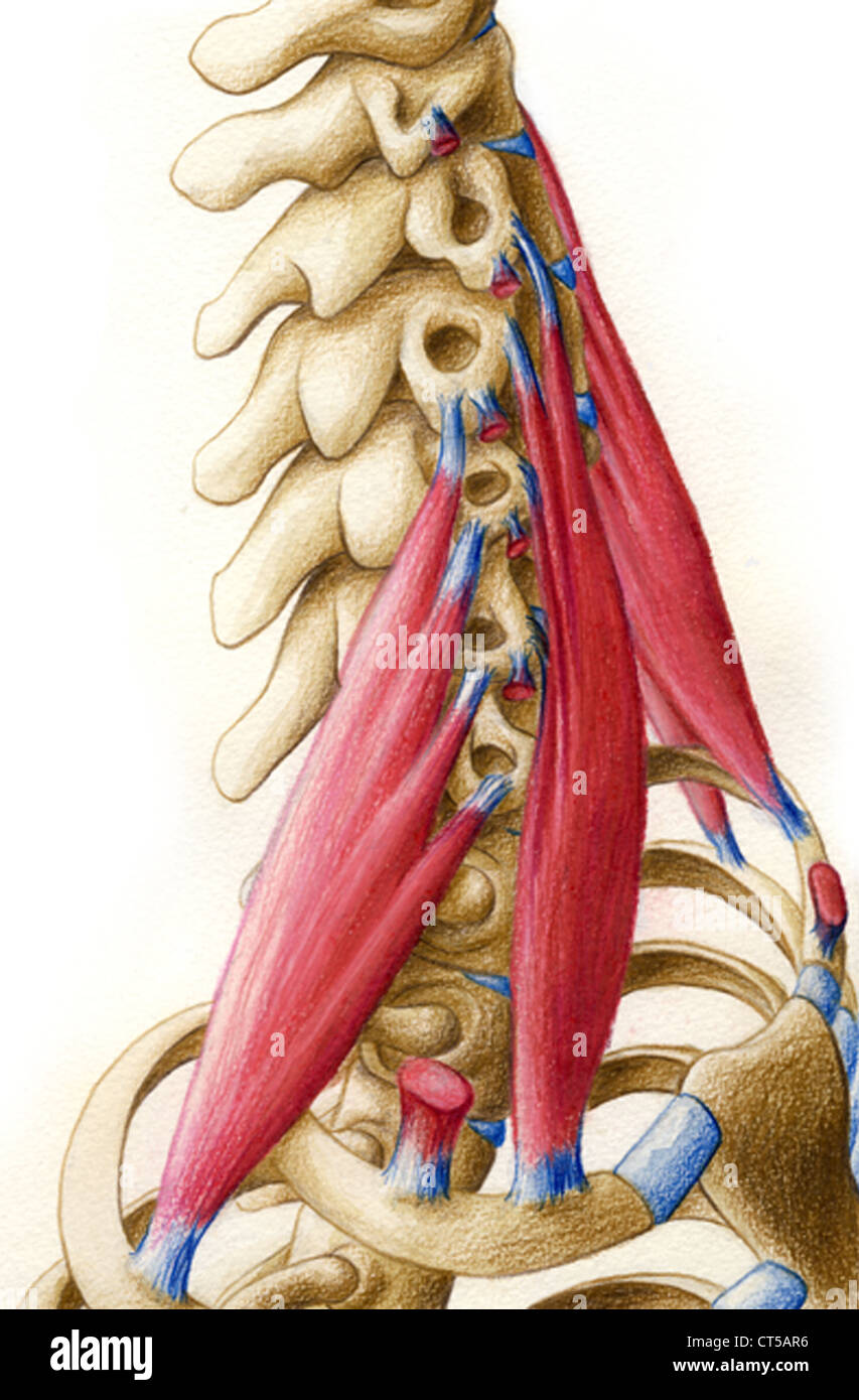 NECK MUSCLE DRAWING Stock Photo - Alamy