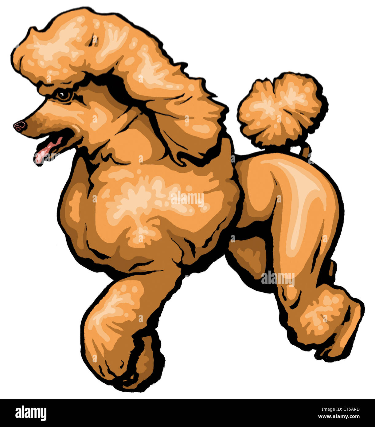 Poodle drawing hi-res stock photography and images - Alamy