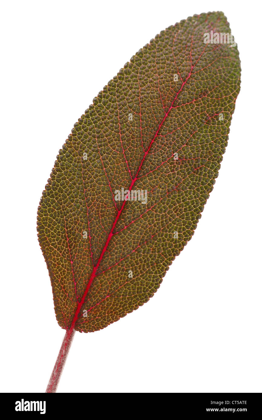 Sage salvia sp hi-res stock photography and images - Alamy