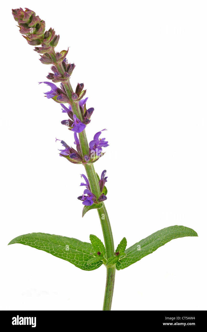 Sage salvia sp hi-res stock photography and images - Alamy