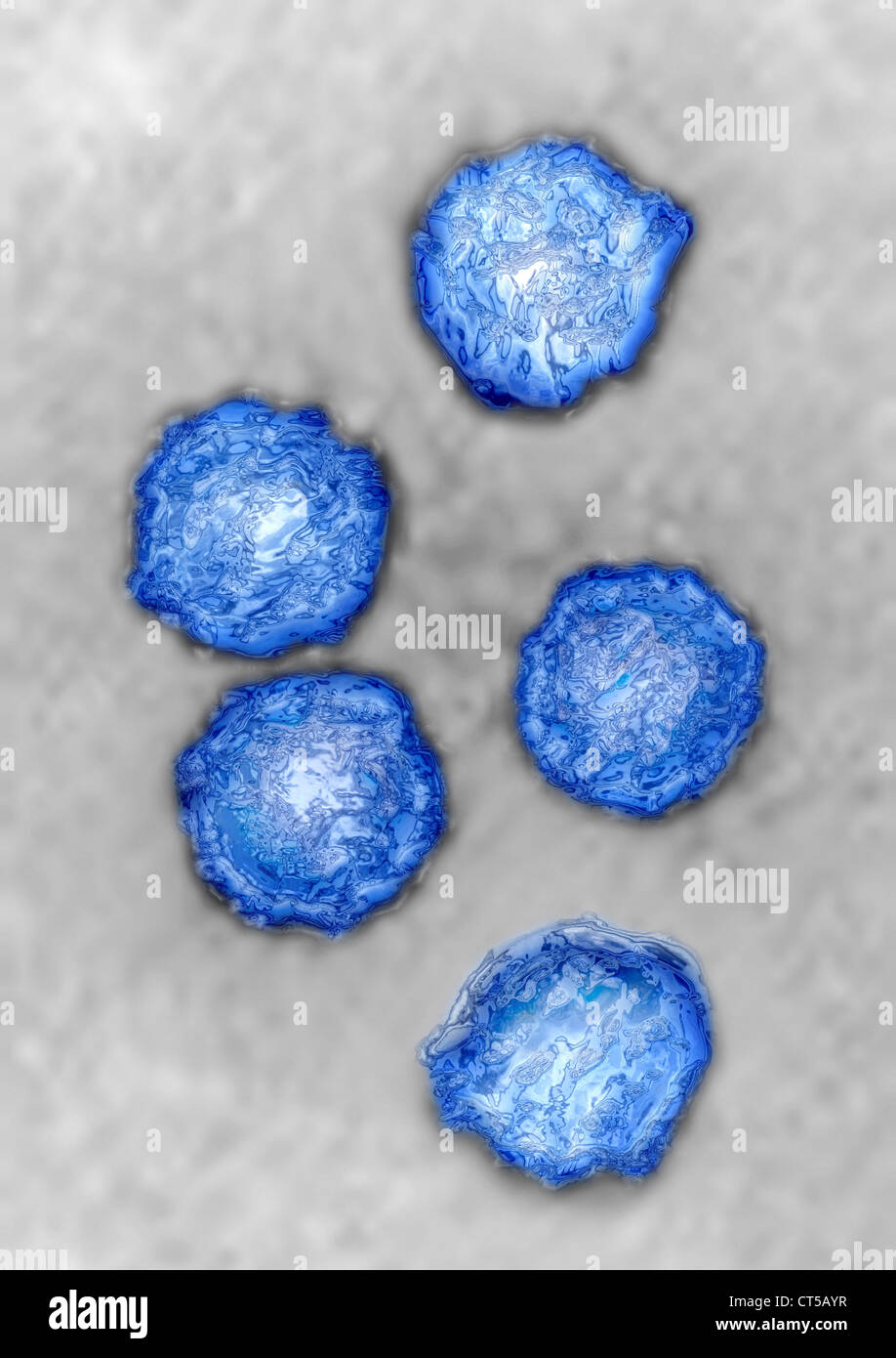 Poliovirus hi-res stock photography and images - Alamy