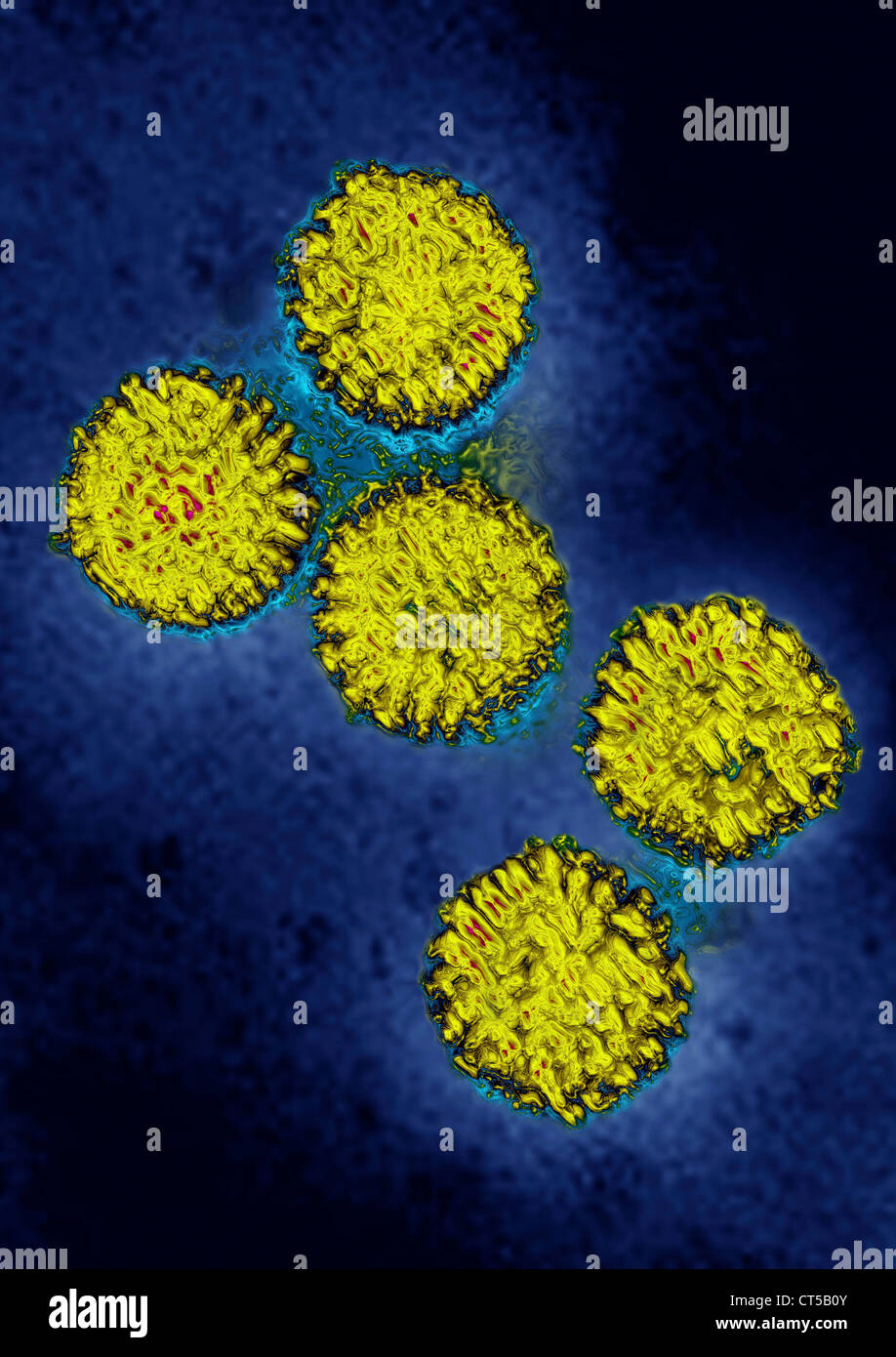 Rotavirus tem hi-res stock photography and images - Alamy