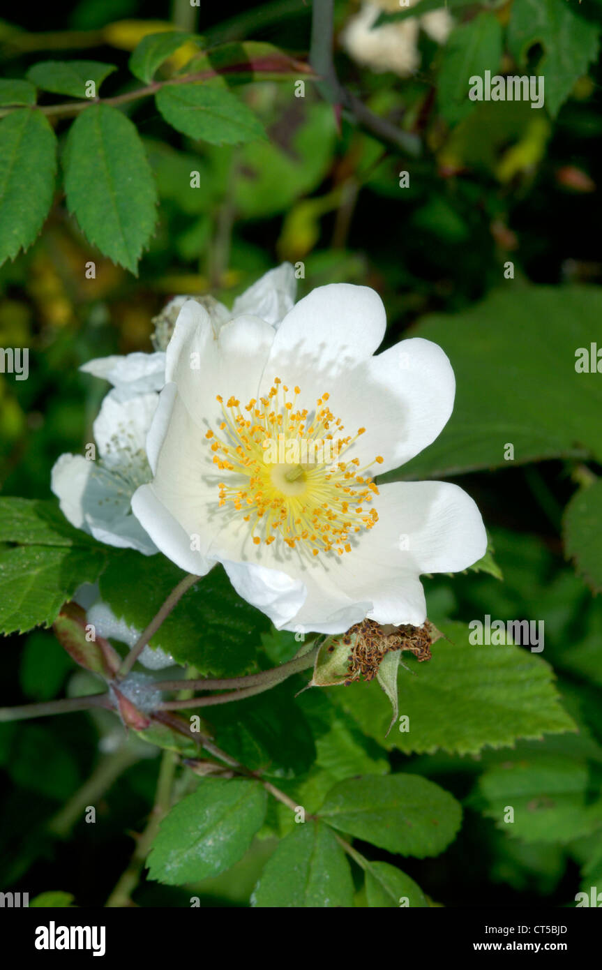 Field rose rosa arvensis hi-res stock photography and images - Alamy