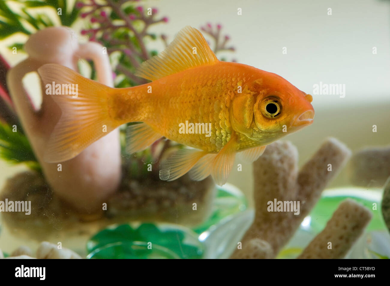 The goldfish hi-res stock photography and images - Alamy