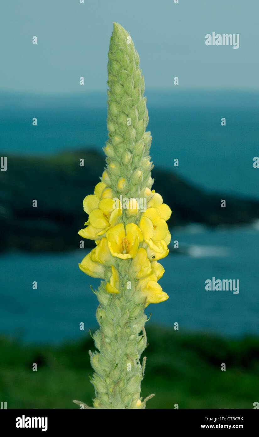 Thapsus hi-res stock photography and images - Alamy