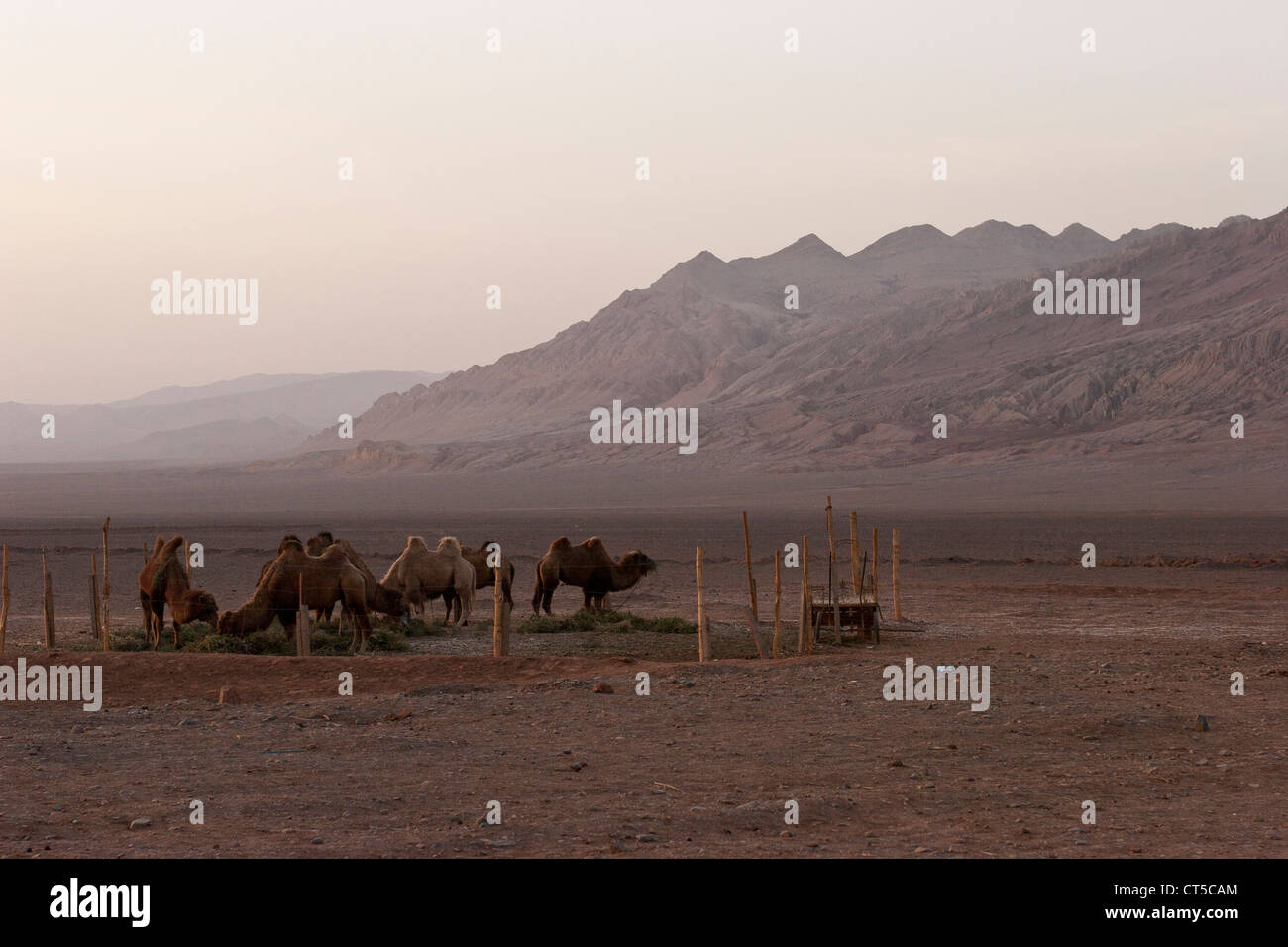 Camels in a pen with Fire Mountain in the background, near Turpan ...