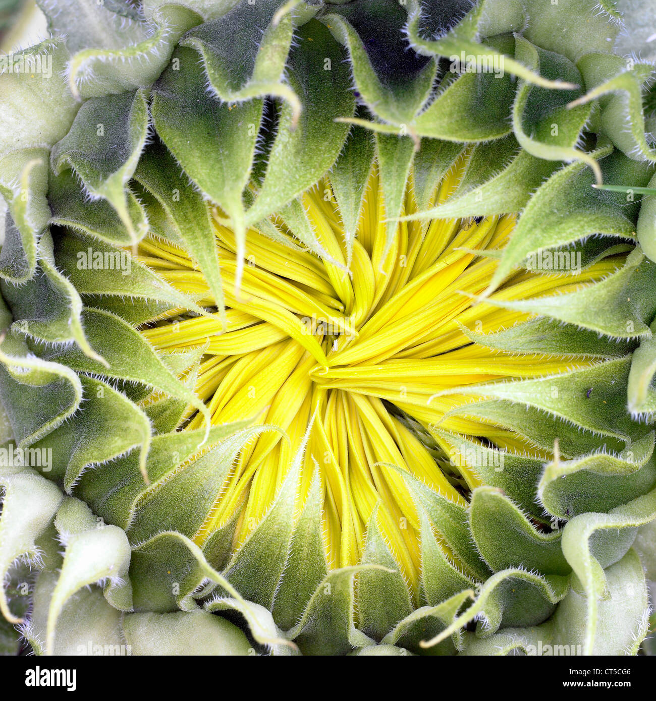 Sunflower helianthus sp hi-res stock photography and images - Alamy