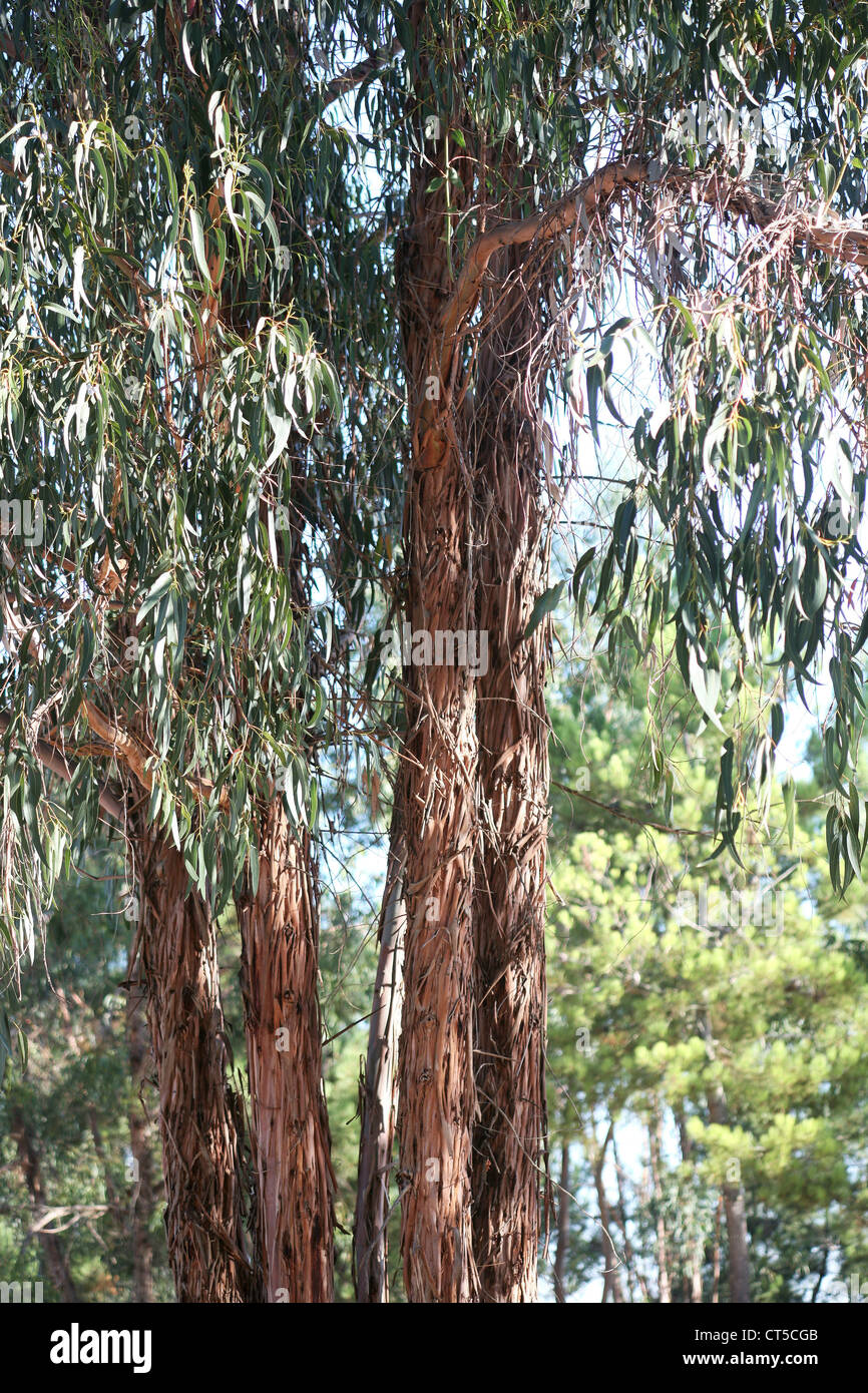 Eucalyptus Sp Stock Photos & Eucalyptus Sp Stock Images - Alamy